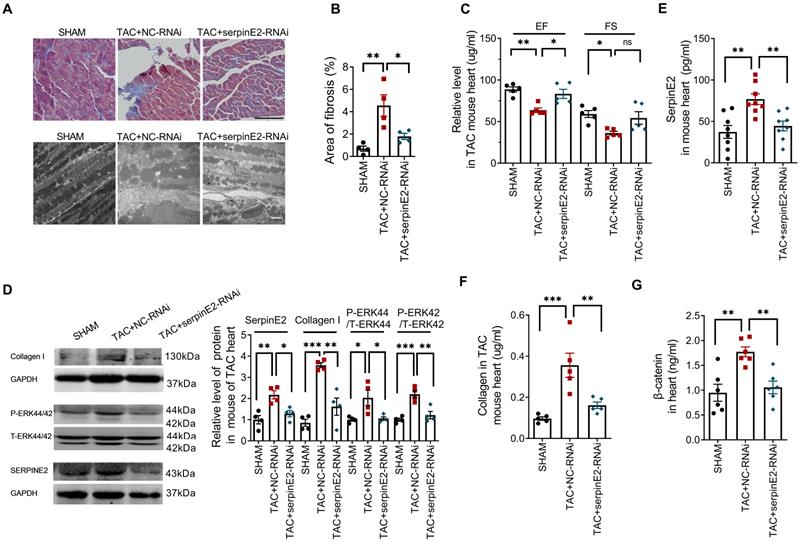 Endocytosis of Peptidase Inhibitor SerpinE2 promotes Myocardial ...