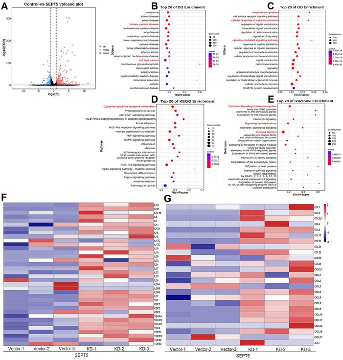 Downregulation of SEPTIN5 inhibits prostate cancer progression by ...