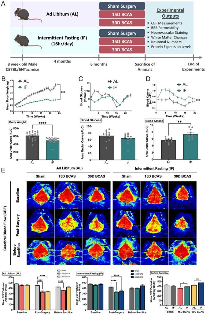 Intermittent Fasting Attenuates Hallmark Vascular and Neuronal ...