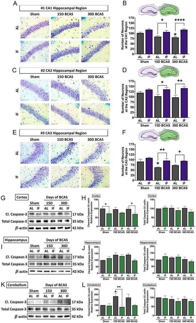 Intermittent Fasting Attenuates Hallmark Vascular and Neuronal ...