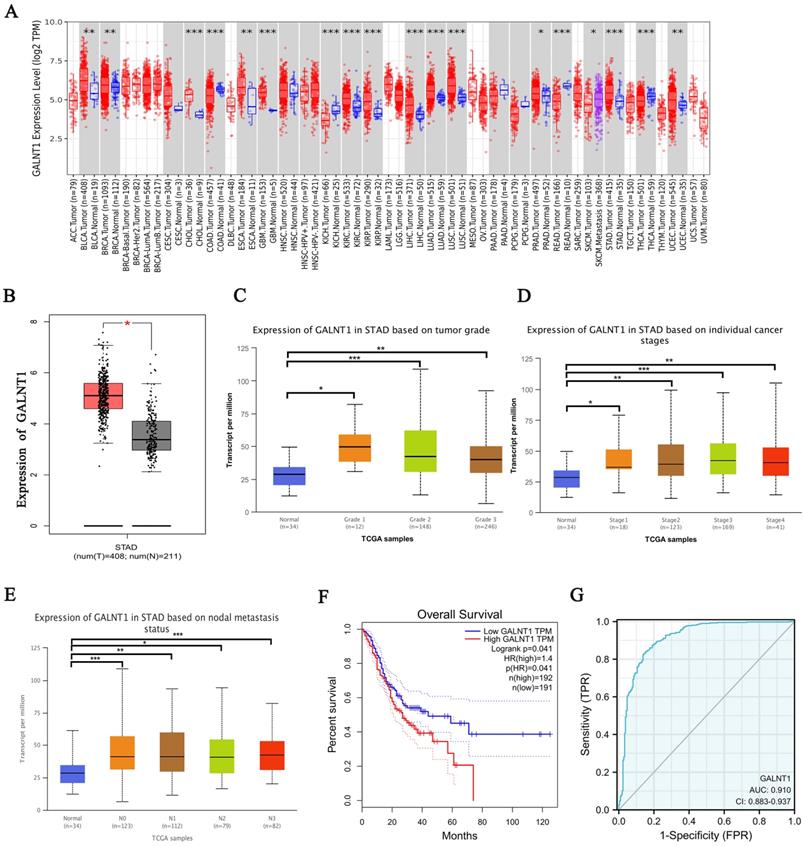 GALNT1 Enhances Malignant Phenotype of Gastric Cancer via Modulating ...