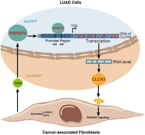 HNRNPK/CLCN3 axis facilitates the progression of LUAD through CAF-tumor ...