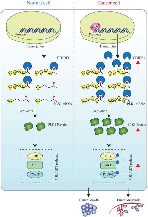 ELK1-mediated YTHDF1 drives prostate cancer progression by facilitating ...