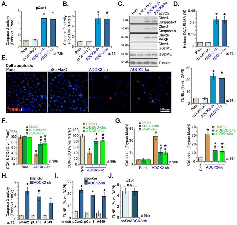Identification of the mitochondrial protein ADCK2 as a therapeutic oncotarget of NSCLC