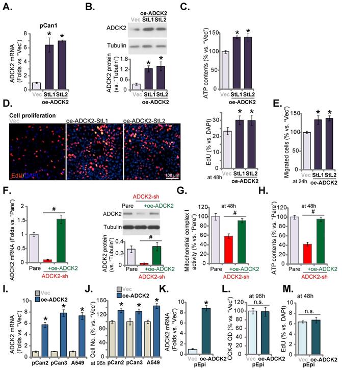Identification of the mitochondrial protein ADCK2 as a therapeutic ...