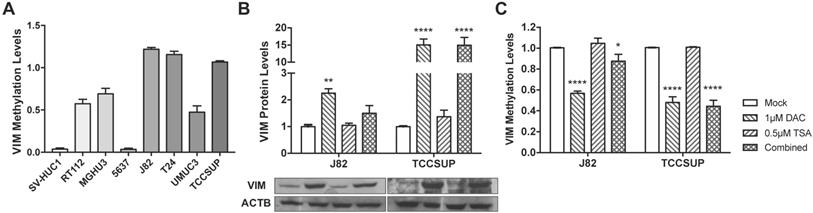 Vimentin epigenetic deregulation in Bladder Cancer associates with ...