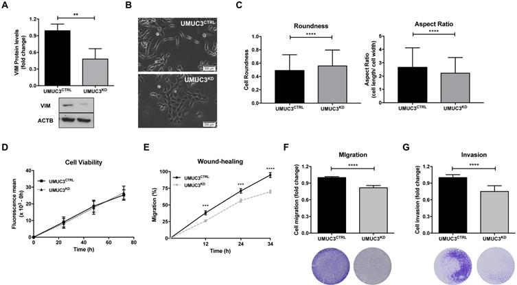 Vimentin epigenetic deregulation in Bladder Cancer associates with ...
