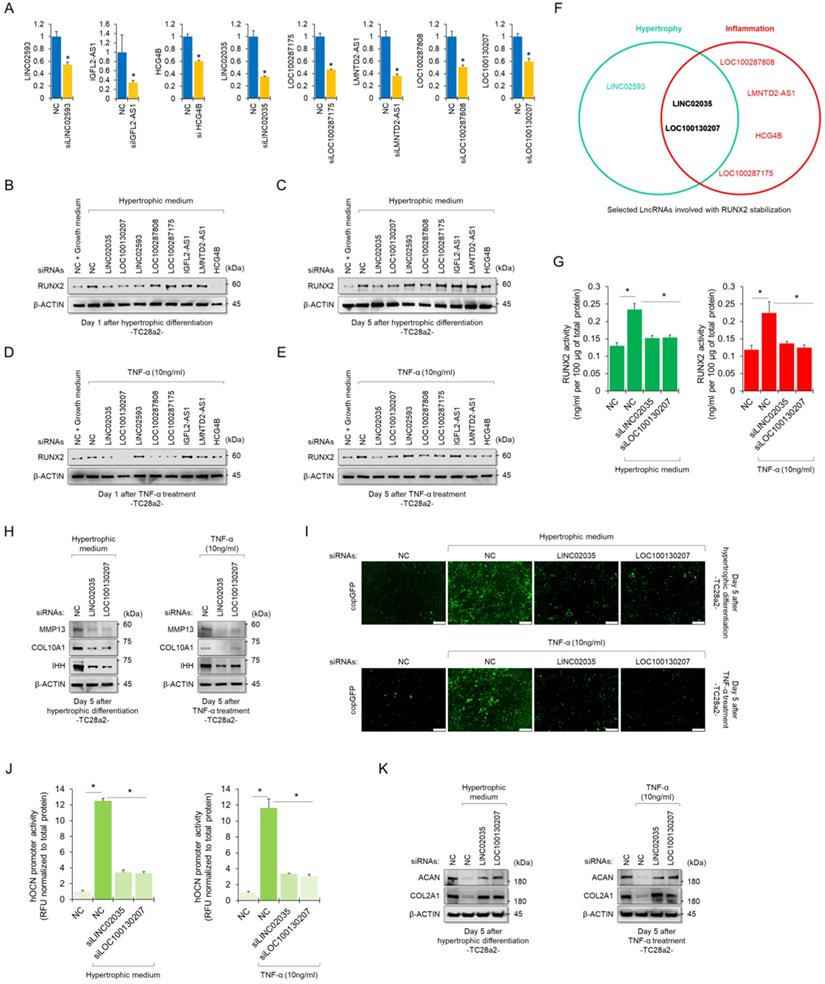 RUNX2 stabilization by long non-coding RNAs contributes to hypertrophic ...