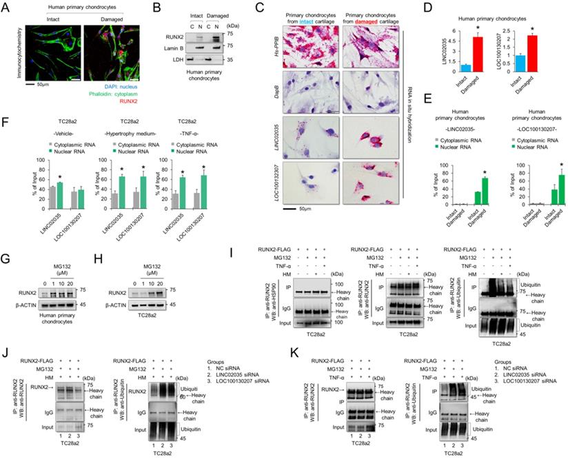 RUNX2 stabilization by long non-coding RNAs contributes to hypertrophic ...