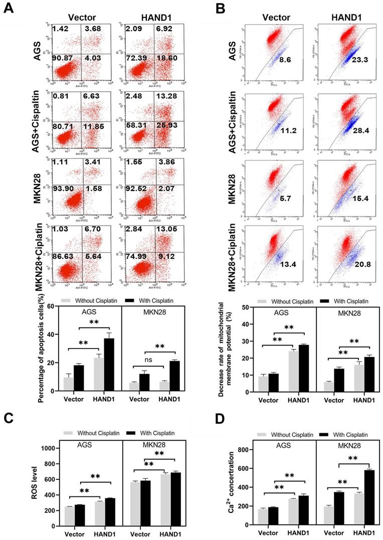 The developmental regulator HAND1 inhibits gastric carcinogenesis ...