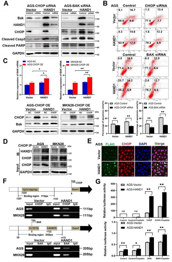 The developmental regulator HAND1 inhibits gastric carcinogenesis ...