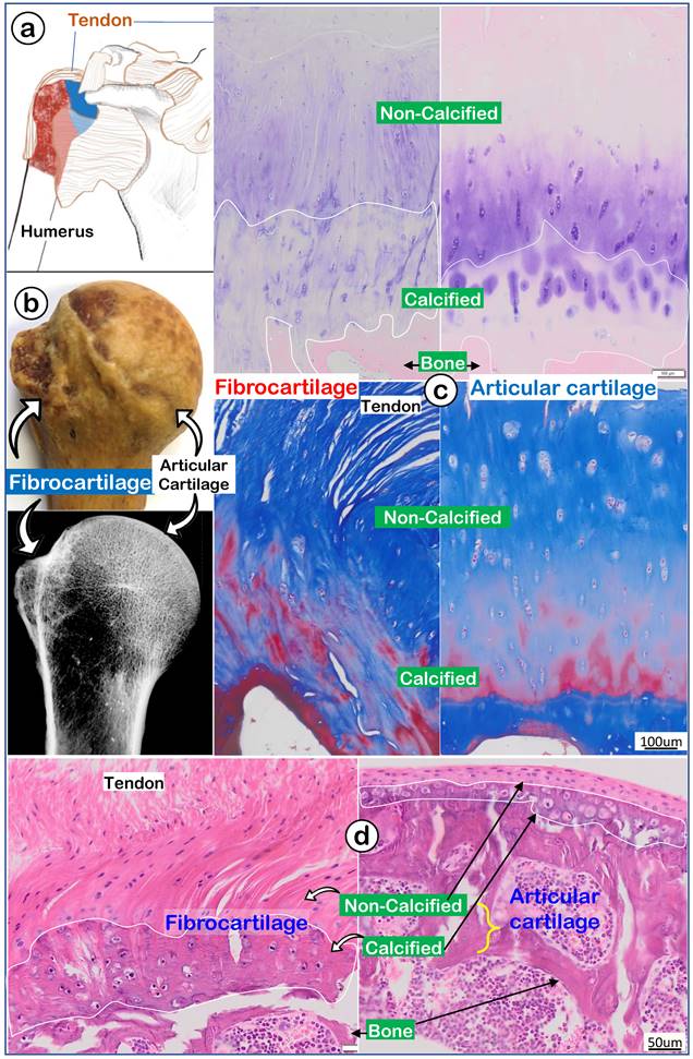 Tendon Cells Root Into (Instead of Attach to) Humeral Bone Head via ...