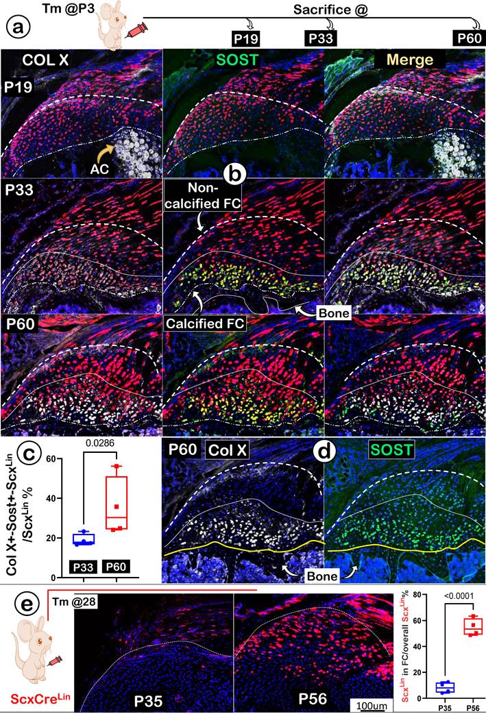 Tendon Cells Root Into (Instead of Attach to) Humeral Bone Head via ...