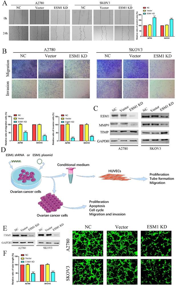 Validation of ESM1 Related to Ovarian Cancer and the Biological ...
