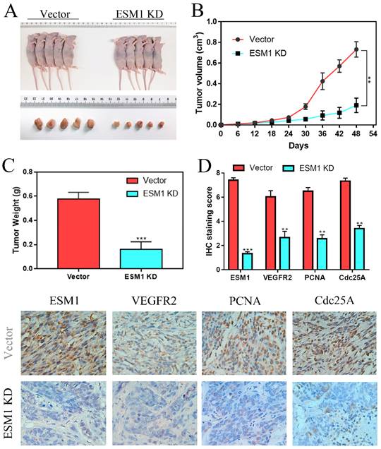 Validation of ESM1 Related to Ovarian Cancer and the Biological ...
