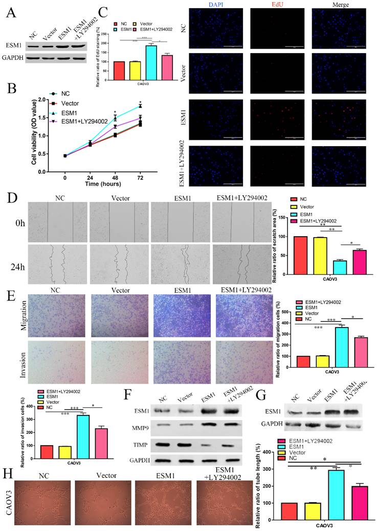 Validation of ESM1 Related to Ovarian Cancer and the Biological ...