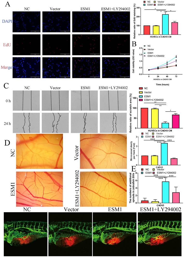 Validation of ESM1 Related to Ovarian Cancer and the Biological ...