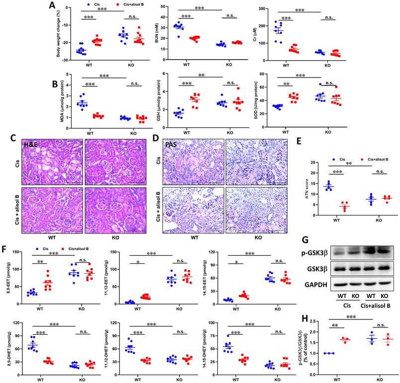Direct targeting of sEH with alisol B alleviated the apoptosis ...