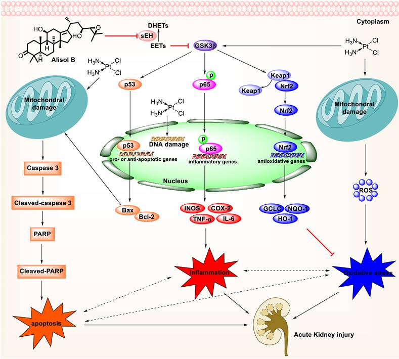 Direct targeting of sEH with alisol B alleviated the apoptosis ...