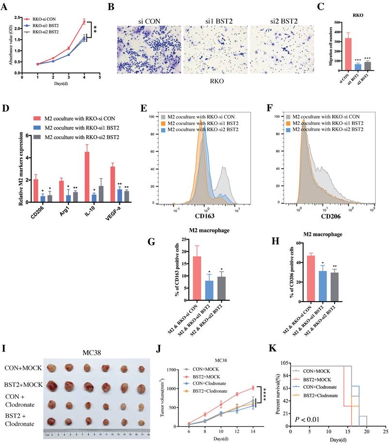 BST2 induced macrophage M2 polarization to promote the progression of ...