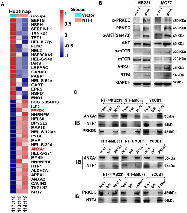 Ntf4 Plays A Dual Role In Breast Cancer In Mammary Tumorigenesis And
