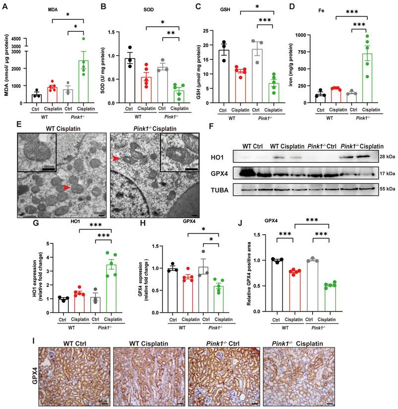 Mitophagy alleviates cisplatin-induced renal tubular epithelial cell ...