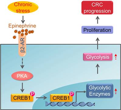 Chronic stress promotes colorectal cancer progression by enhancing ...