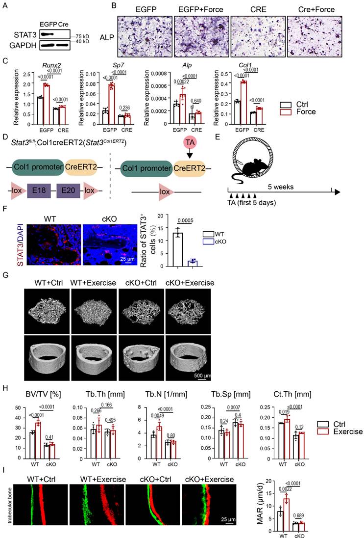 Exercise maintains bone homeostasis by promoting osteogenesis through STAT3