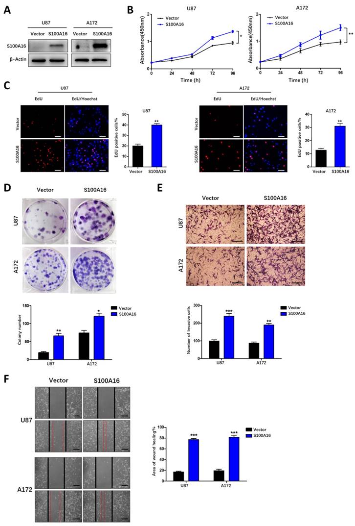 S100 Calcium Binding Protein A16 Promotes Cell Proliferation by ...