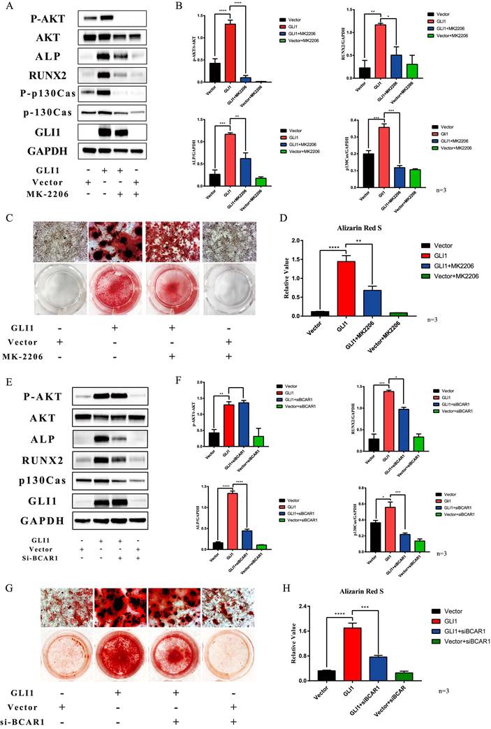 Gli1 promotes the phenotypic transformation of valve interstitial cells ...