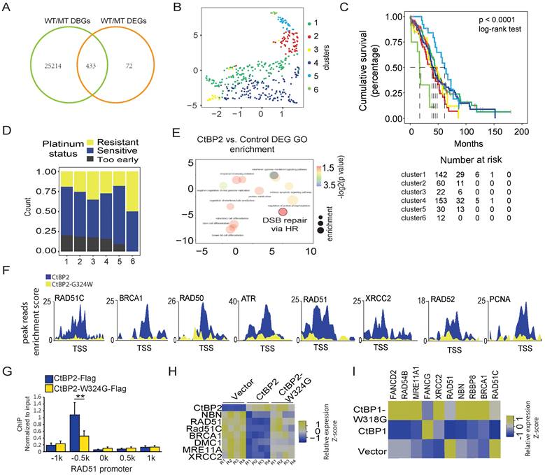 Metabolic modulation of CtBP dimeric status impacts the repression of ...