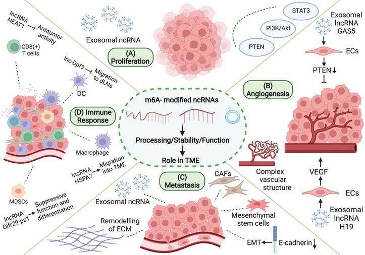 Crosstalk between N6-methyladenosine (m6A) modification and noncoding RNA in tumor microenvironment