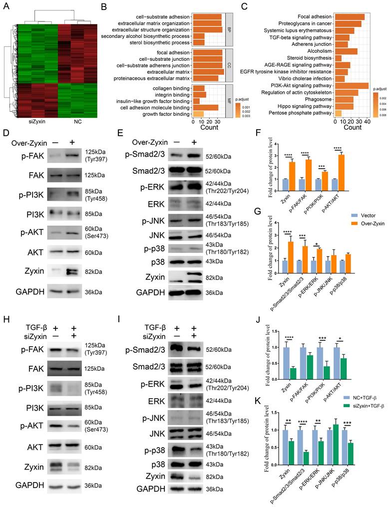 Enhancement of Zyxin Promotes Skin Fibrosis by Regulating FAK/PI3K/AKT ...
