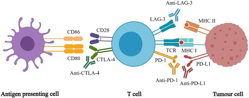 Current Status in Rechallenge of Immunotherapy