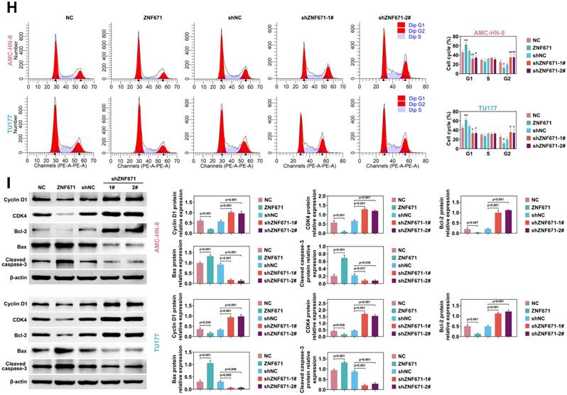 Decreased methylation of ZNF671 suppresses tumor progression by ...