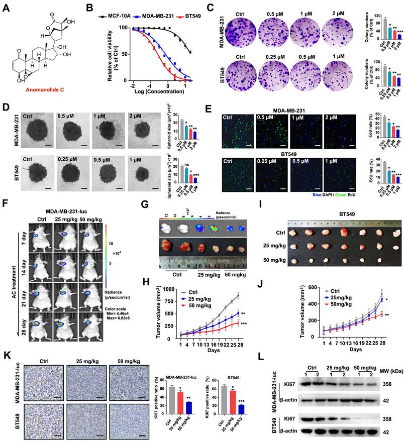 Anomanolide C suppresses tumor progression and metastasis by ubiquitinating GPX4-driven ...