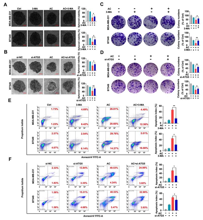 Anomanolide C suppresses tumor progression and metastasis by ubiquitinating GPX4-driven ...