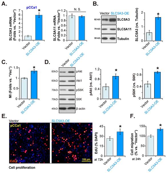 SLC5A3 is important for cervical cancer cell growth