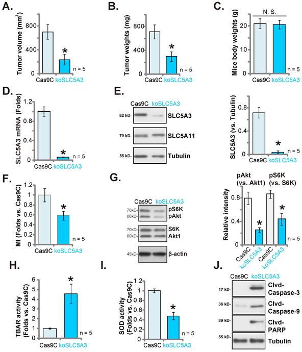 SLC5A3 is important for cervical cancer cell growth