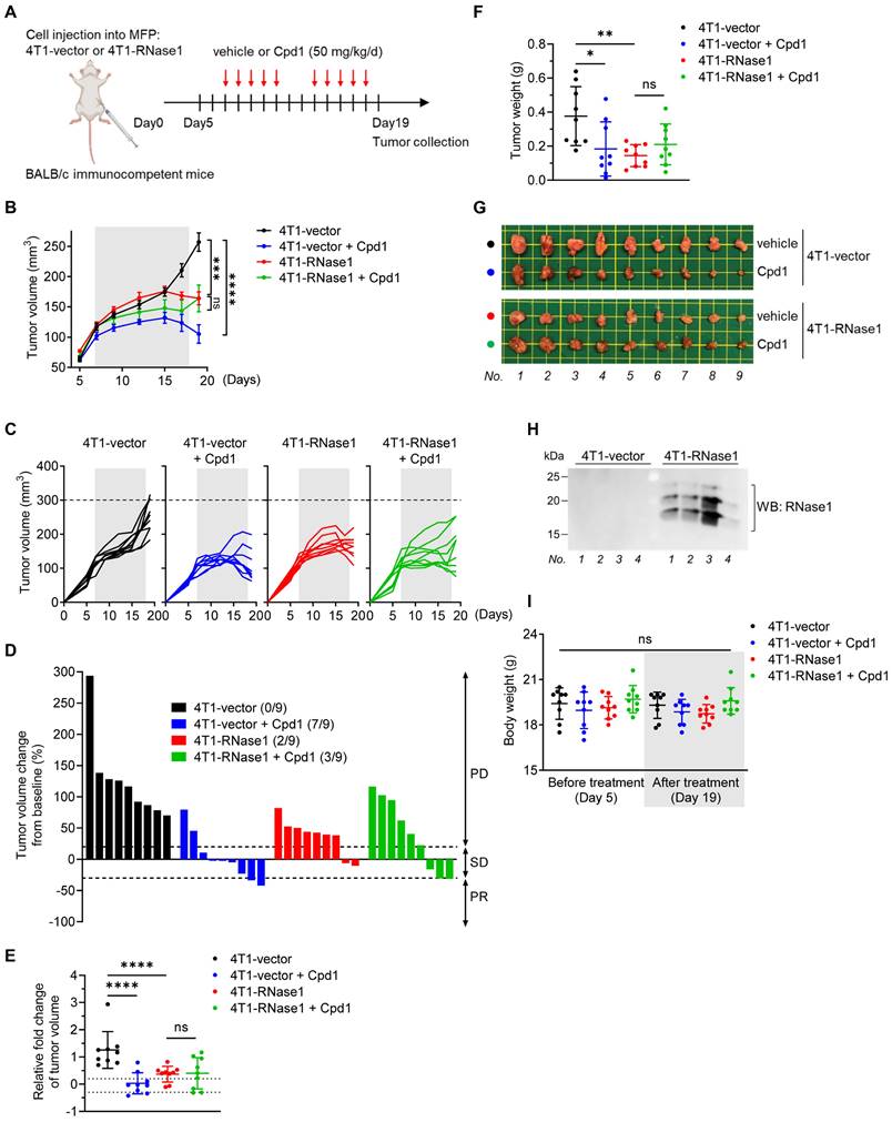 Ribonuclease 1 Enhances Antitumor Immunity against Breast Cancer by ...
