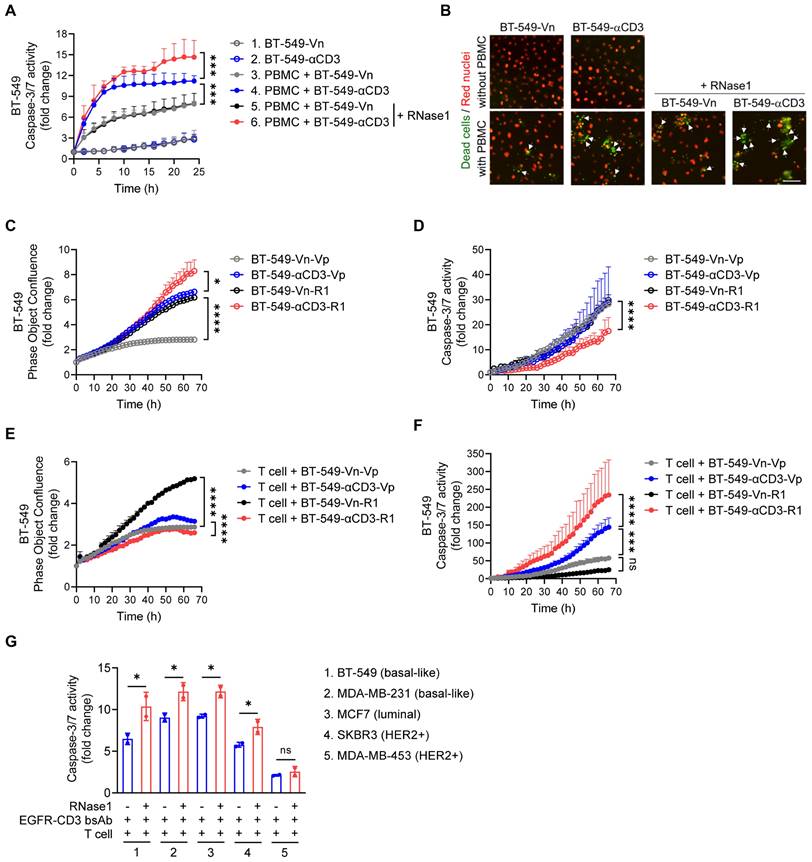 Ribonuclease 1 Enhances Antitumor Immunity against Breast Cancer by ...
