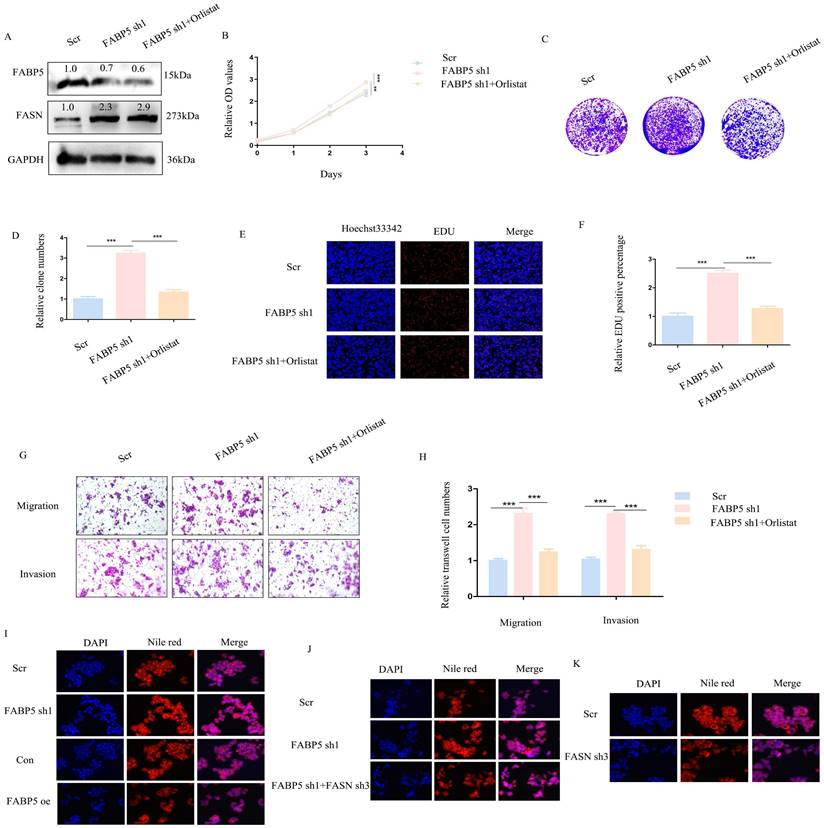 FABP5 suppresses colorectal cancer progression via mTOR-mediated ...