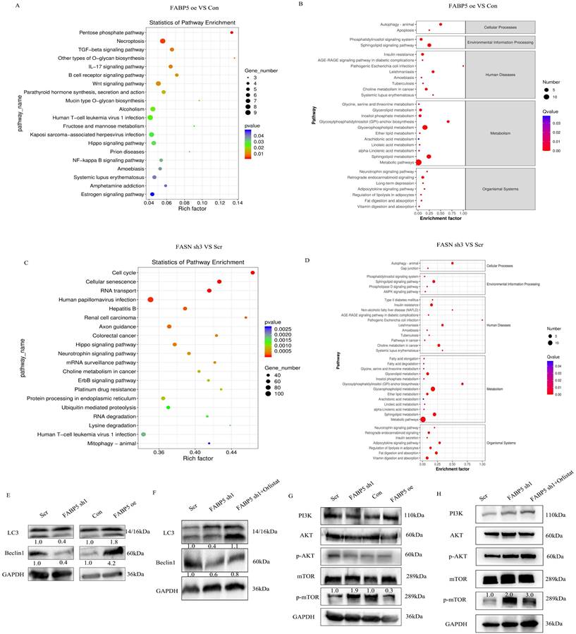 FABP5 suppresses colorectal cancer progression via mTOR-mediated ...