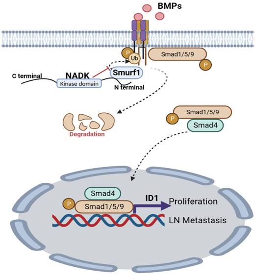 Nicotinamide adenine dinucleotide kinase promotes lymph node metastasis ...