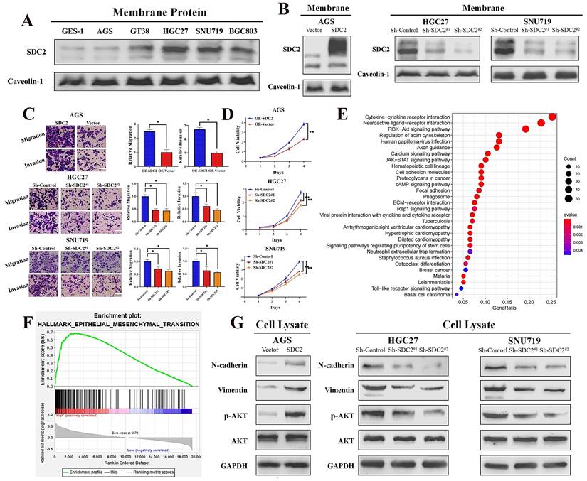 SDC2 Stabilization by USP14 Promotes Gastric Cancer Progression through ...