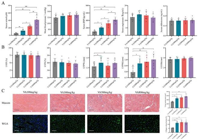A novel mouse model of heart failure with preserved ejection fraction ...