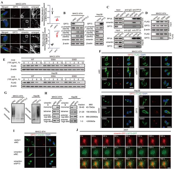 Golgi-protein 73 facilitates vimentin polymerization in hepatocellular ...