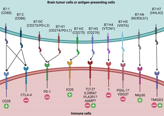 B7-H3 in Brain Malignancies: Immunology and Immunotherapy