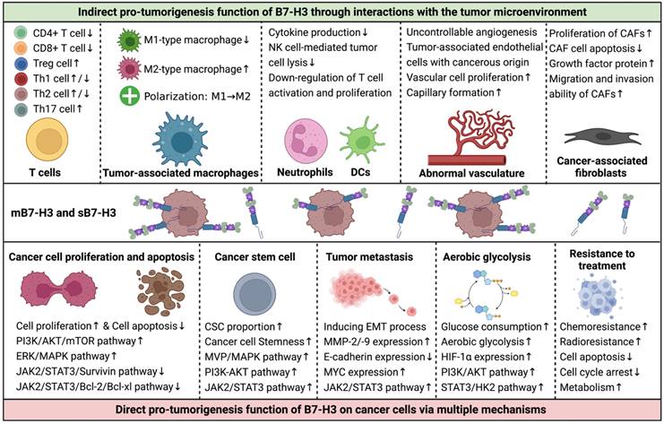 B7-H3 in Brain Malignancies: Immunology and Immunotherapy