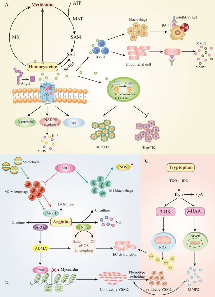 Targeting metabolism in aortic aneurysm and dissection: from basic ...